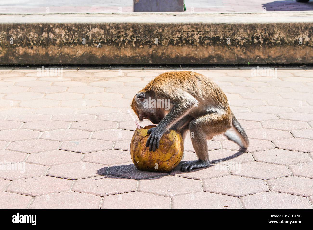 A monkey eating a coconut in Batu caves in Kuala Lumpur, Malaysia Stock ...