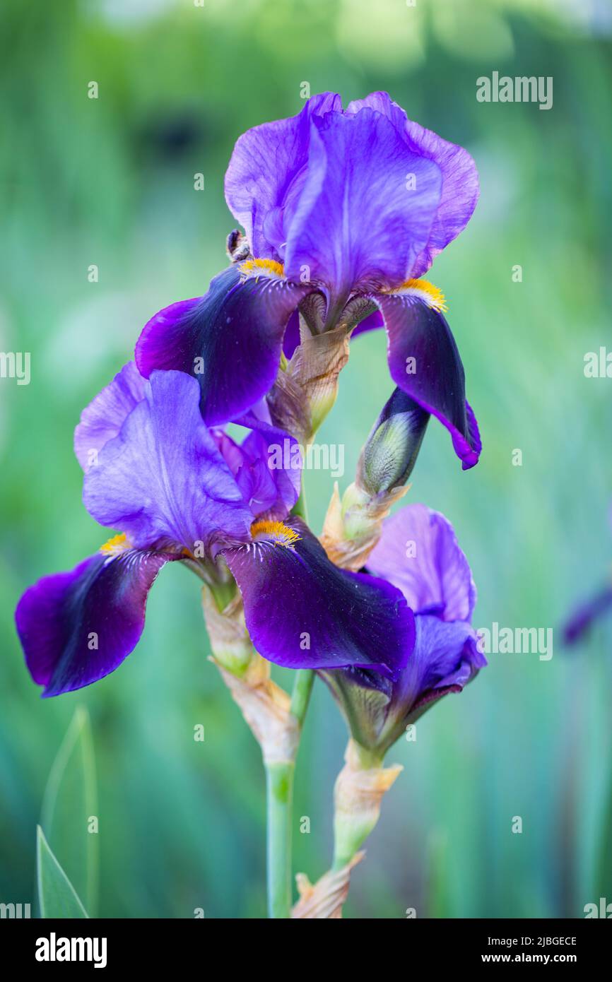 Iris, (hybrid) blooms from May, garden, gardening, flowers in the ...