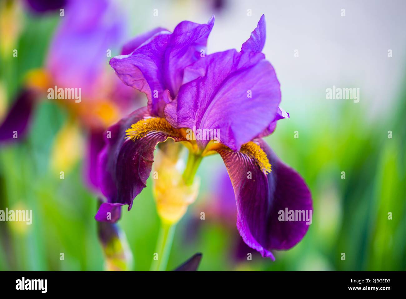 Iris, (hybrid) blooms from May, garden, gardening, flowers in the ...