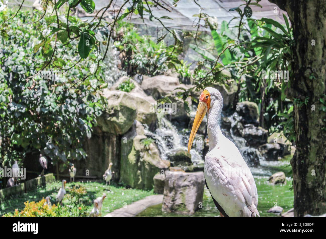 Ciconiiformes hi-res stock photography and images - Alamy