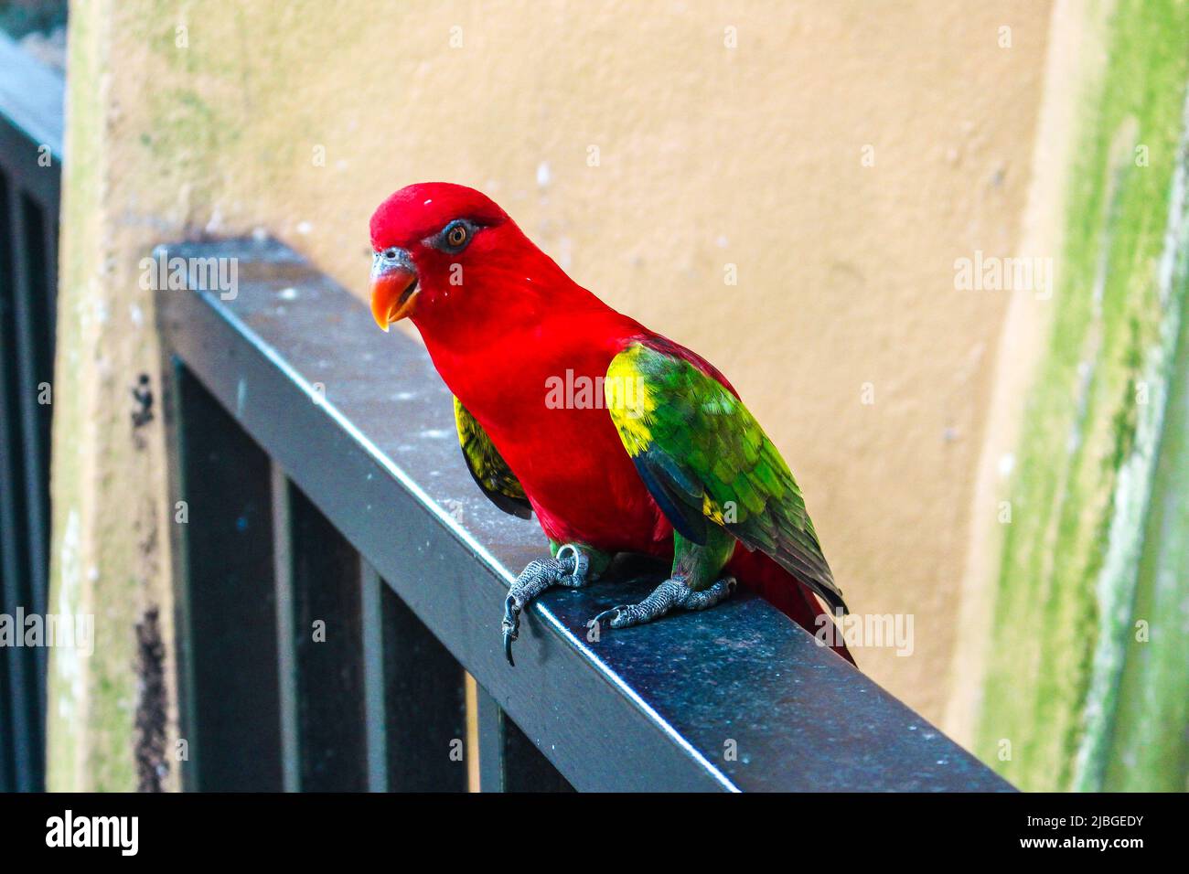 The image of red lory in Kuala Lumpur Bird Park in Kuala Lumpur ...