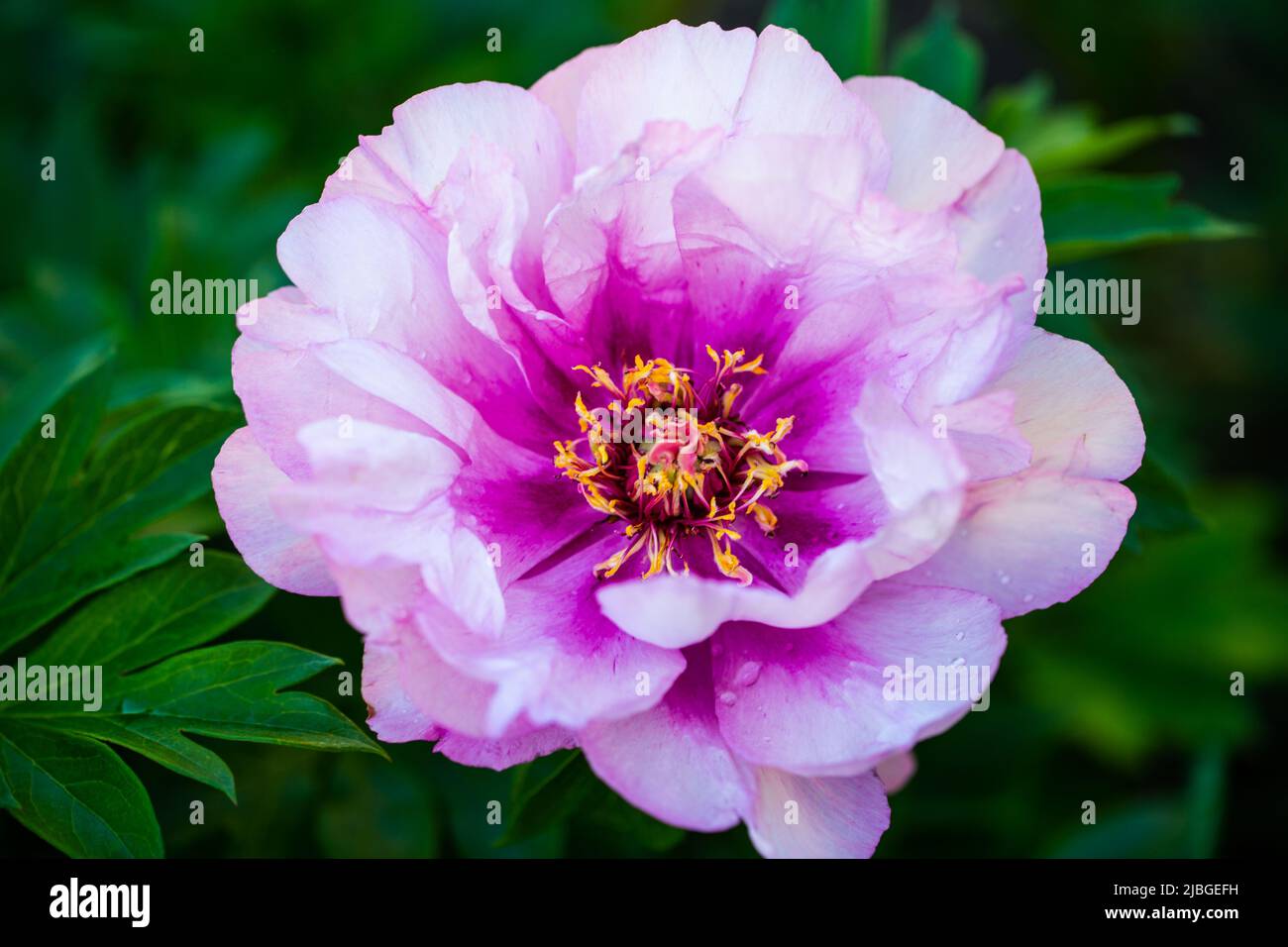 The common peony (Paeonia officinalis) is one of the oldest garden ...