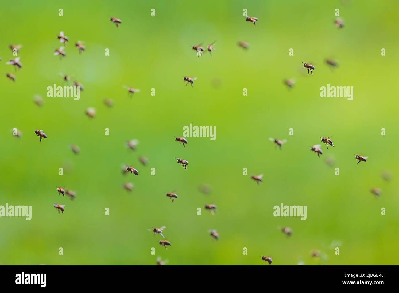 Swarm of bees in flight, background image of swarm of bees Stock Photo ...