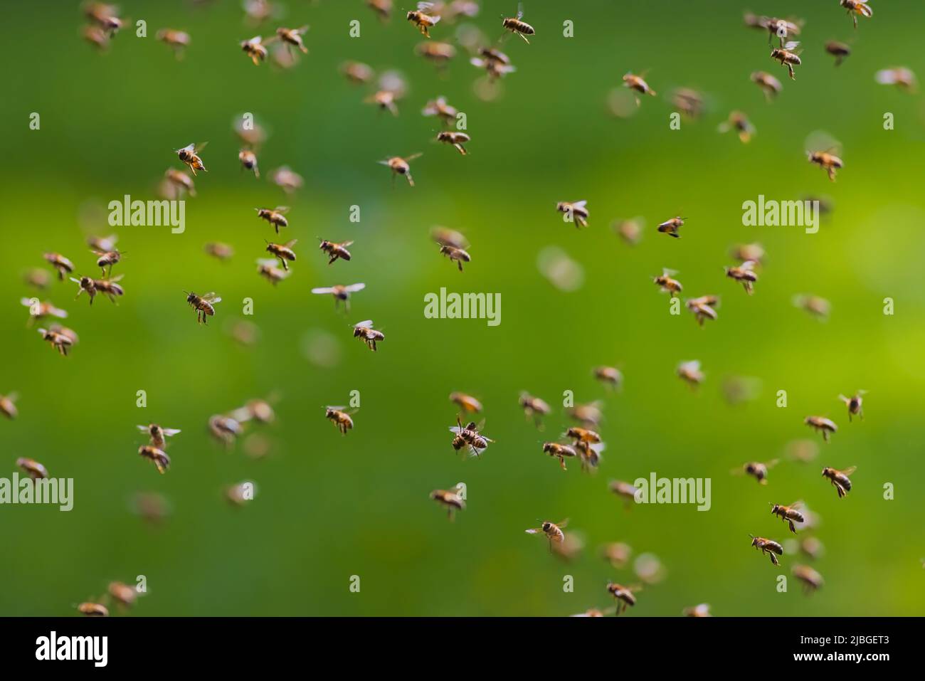 Swarm of bees in flight, background image of swarm of bees Stock Photo - Alamy