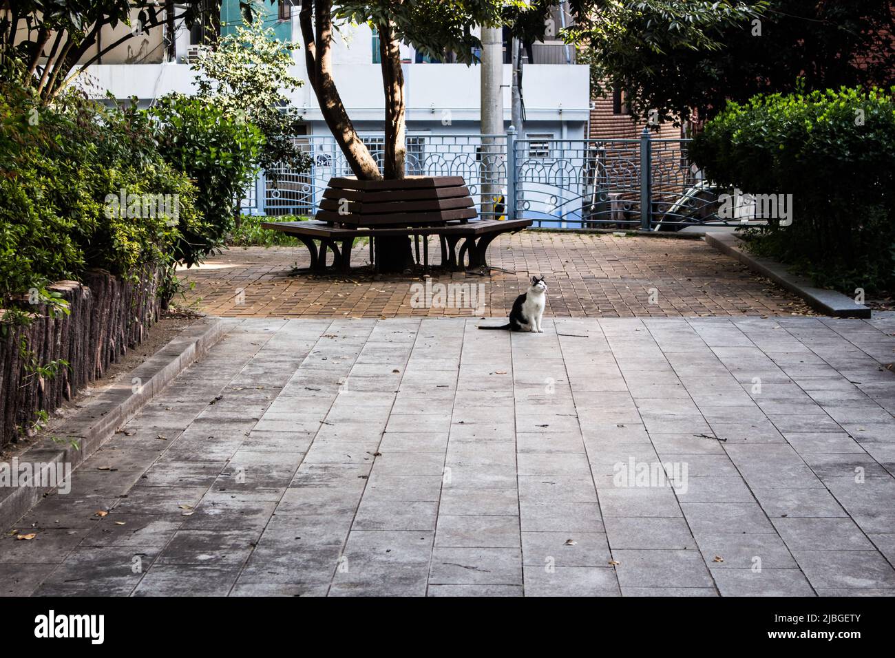 Kawaii cute black cat hi-res stock photography and images - Alamy