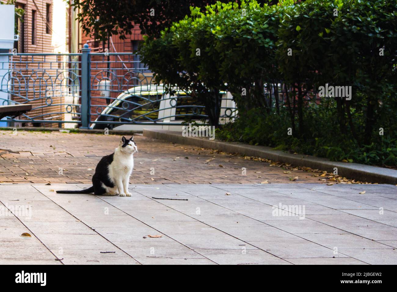 Stray cat who has black and white hair (bicolor) is looking up at the ...