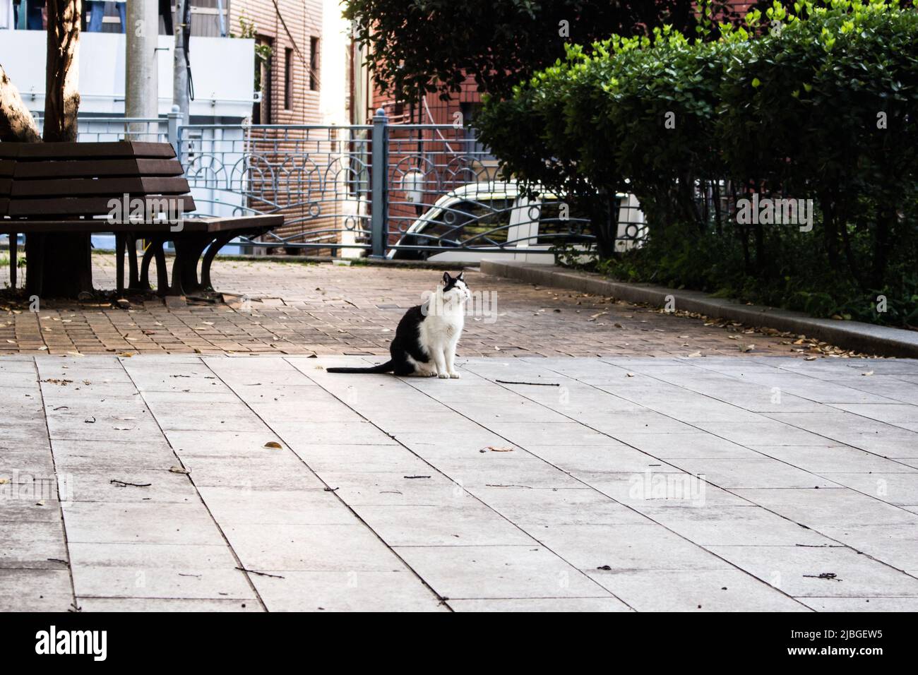 Stray cat who has black and white hair (bicolor) is looking up at the ...