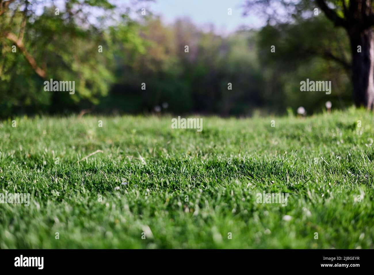 Green grass desktop screensaver, ecology and care for the environment ...