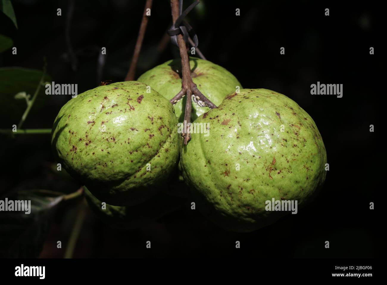 Large guava fruit ready to be harvested grown in a single branch in ...