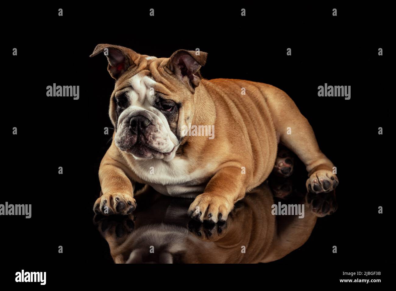 Studio shot of sand color dog, bulldog isolated over black studio ...