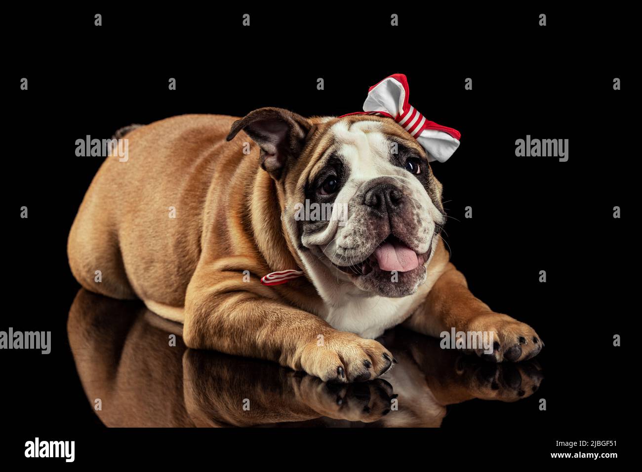 Studio shot of sand color dog, bulldog isolated over black studio ...