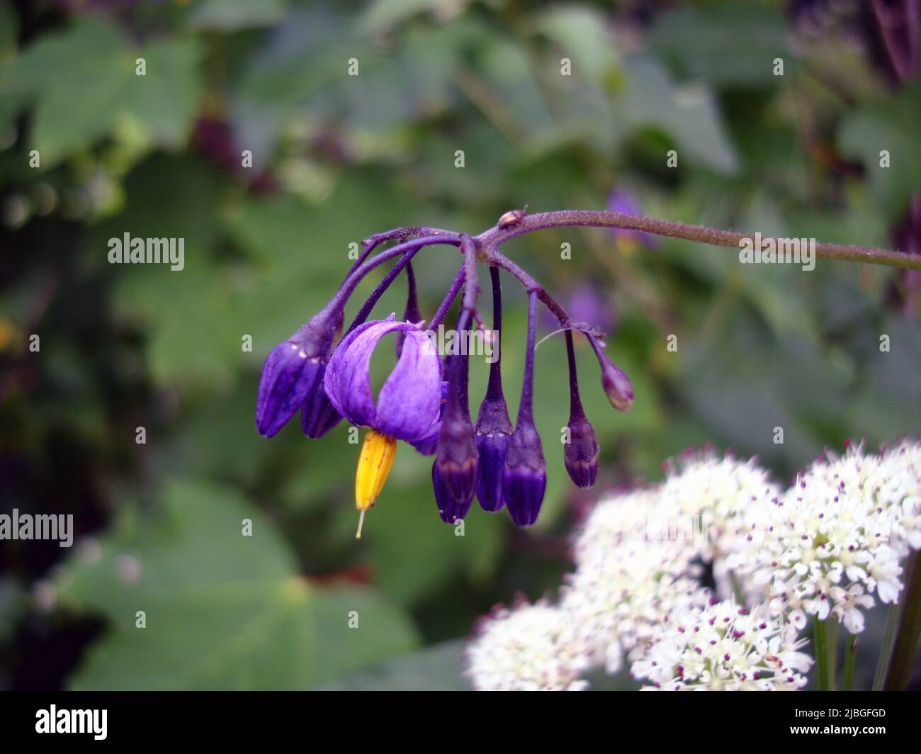 Purple yellow flower nightshade solanum hi-res stock photography and ...