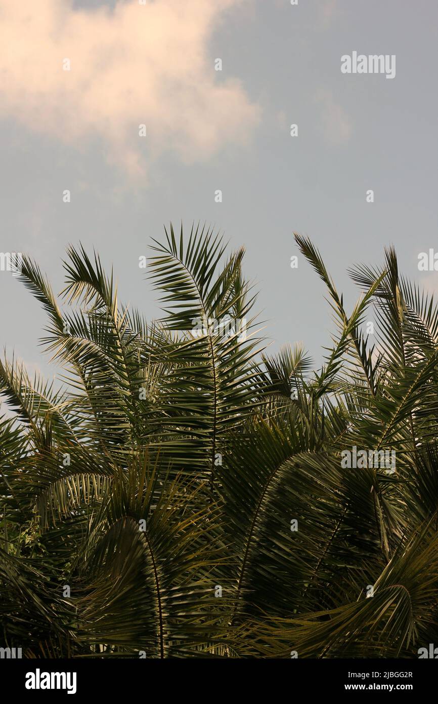 Lush leafy tropical plants growing in the jungle Stock Photo - Alamy