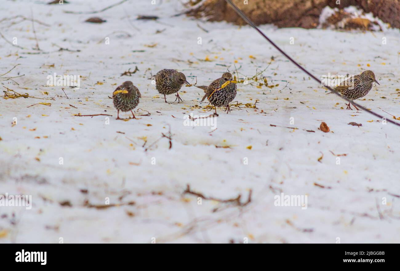 starling bird on the snow in the vicinity of Varna city,Bulgaria Stock ...