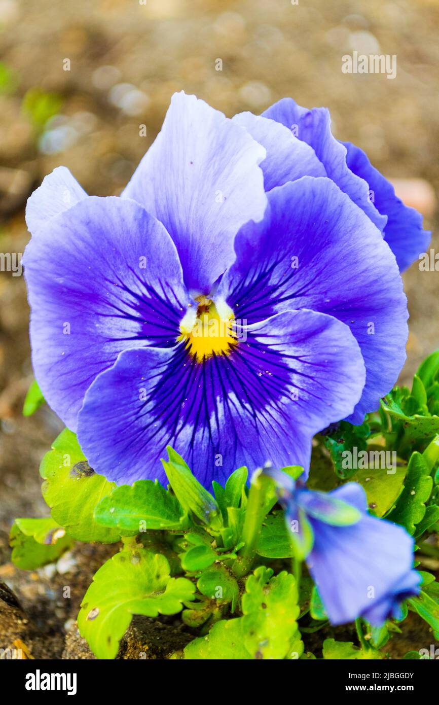 Beautiful Blue Pansies in Full Bloom at winter in Seaside Garden,Varna ...