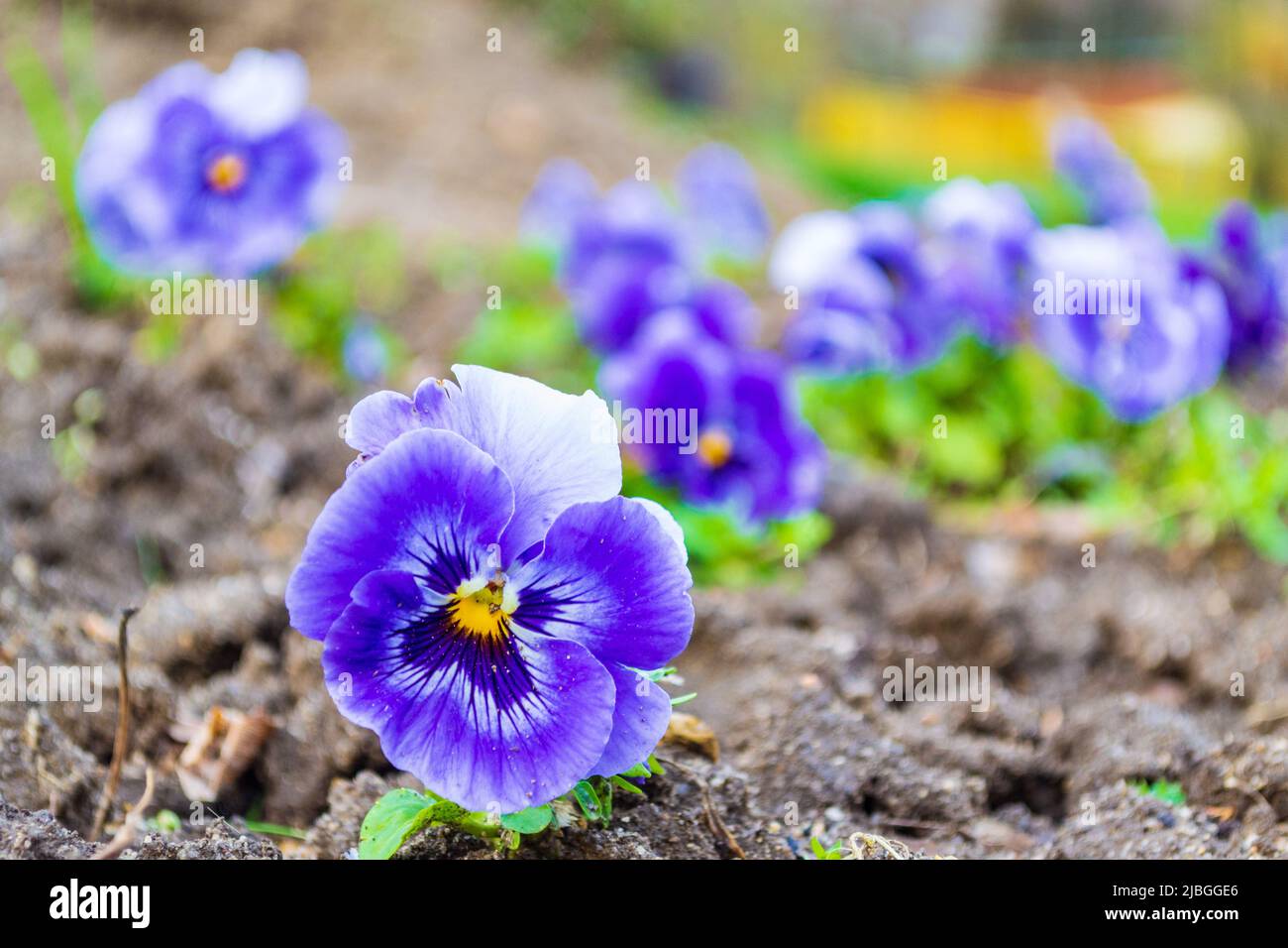 Beautiful Blue Pansies in Full Bloom at winter in Seaside Garden,Varna ...