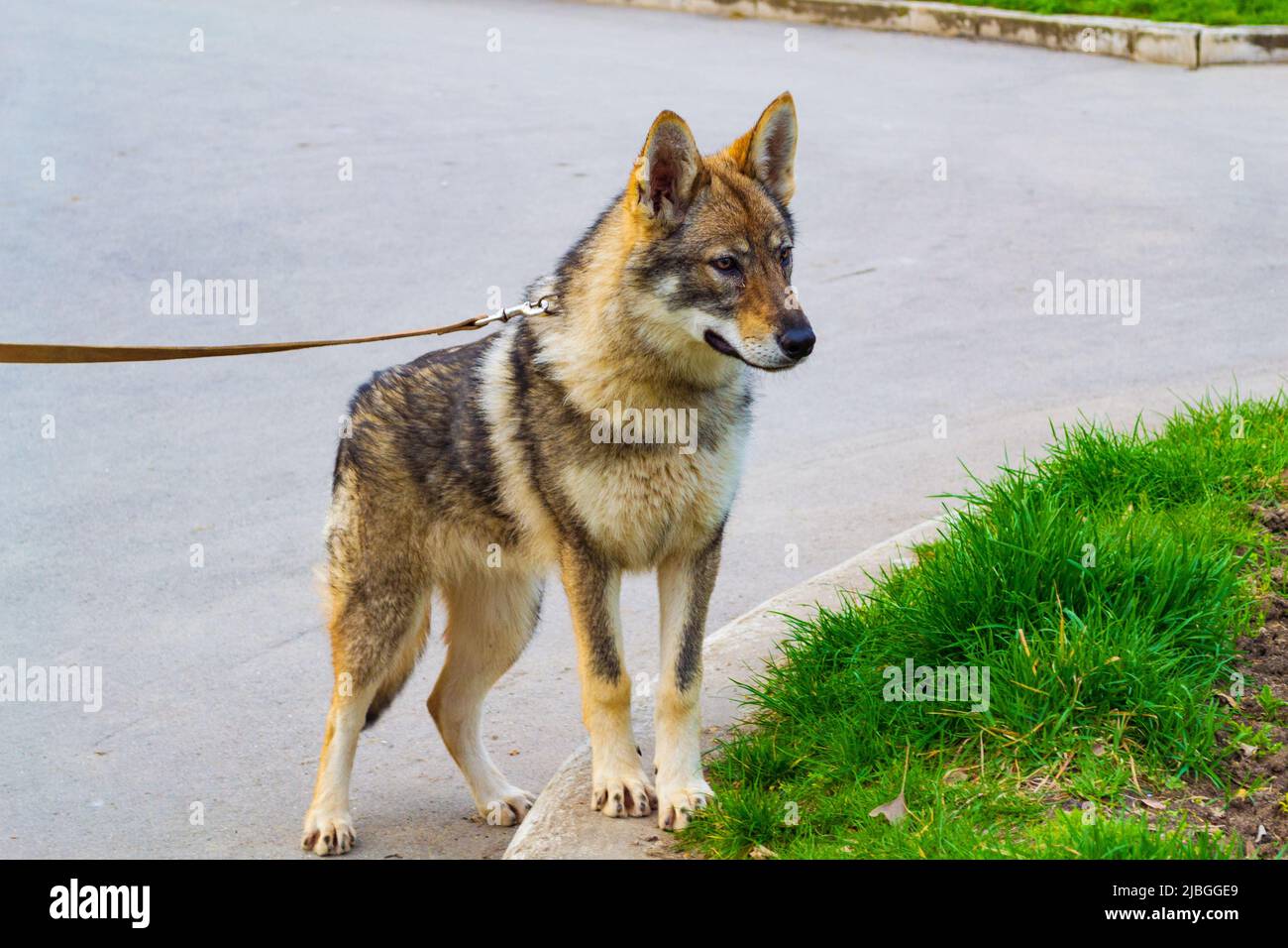 Carpathian Wolf Dog
