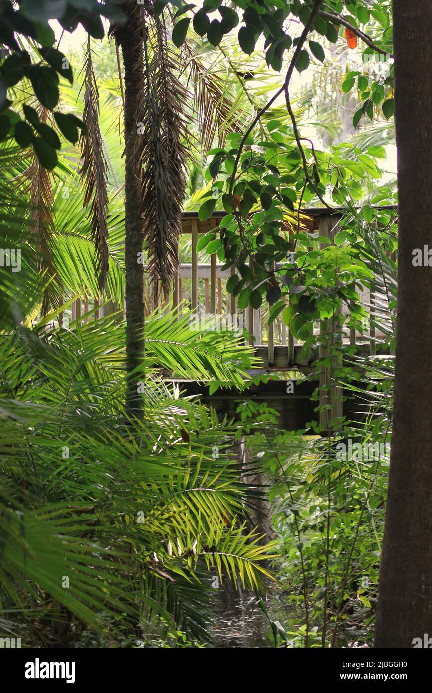 Lush leafy tropical plants growing in the jungle Stock Photo - Alamy