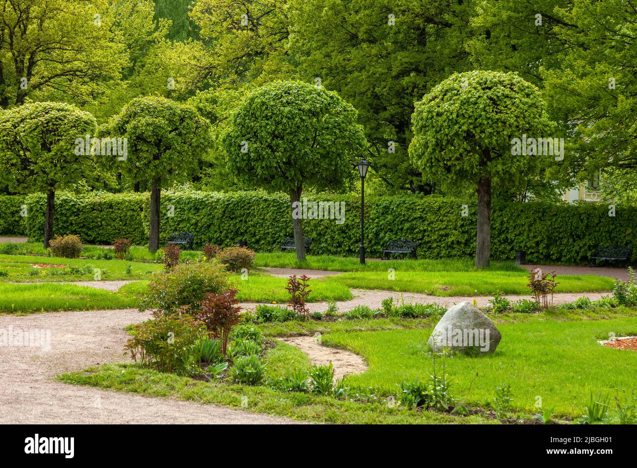 Several trees with round crowns stand in a row in the park Stock Photo ...