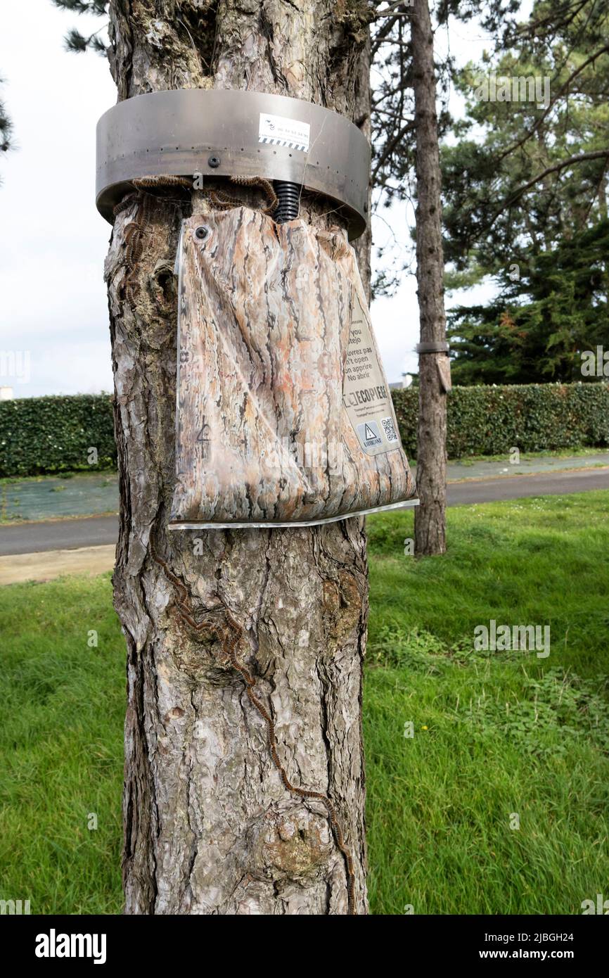 Processionary caterpillars traps hi-res stock photography and images ...