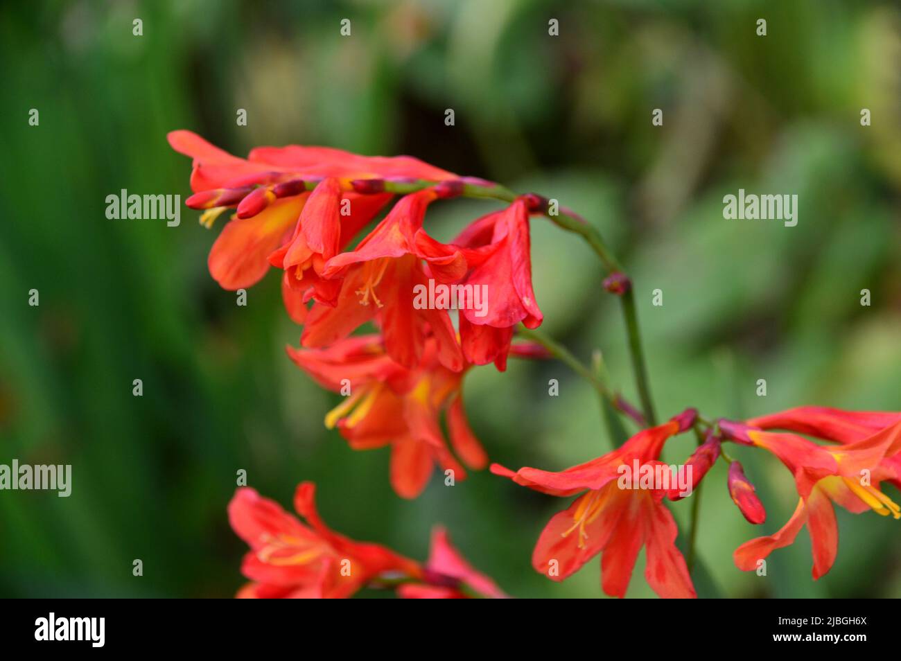 Single Red Lucifer Crocosmia Flowers 'Montbretia' (Coppertips) grown in ...