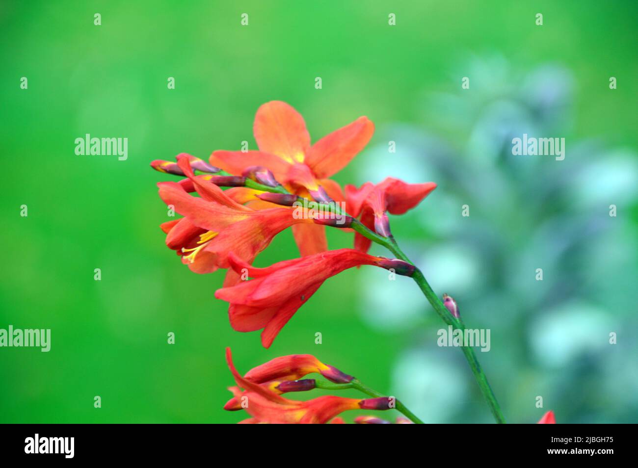 Single Red Lucifer Crocosmia Flowers 'Montbretia' (Coppertips) grown in ...