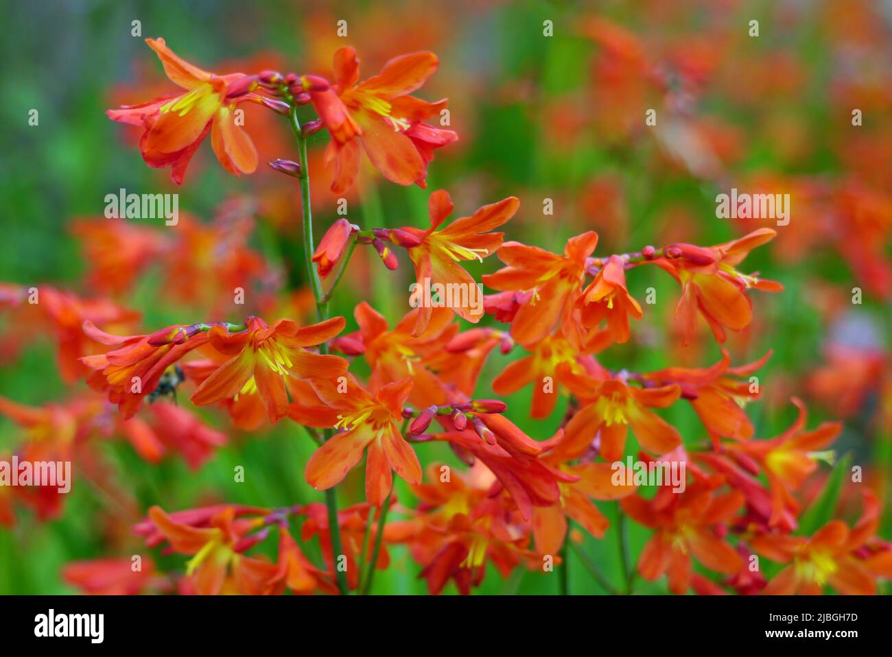 Bunch of Red Lucifer Crocosmia Flowers 'Montbretia' (Coppertips) grown ...