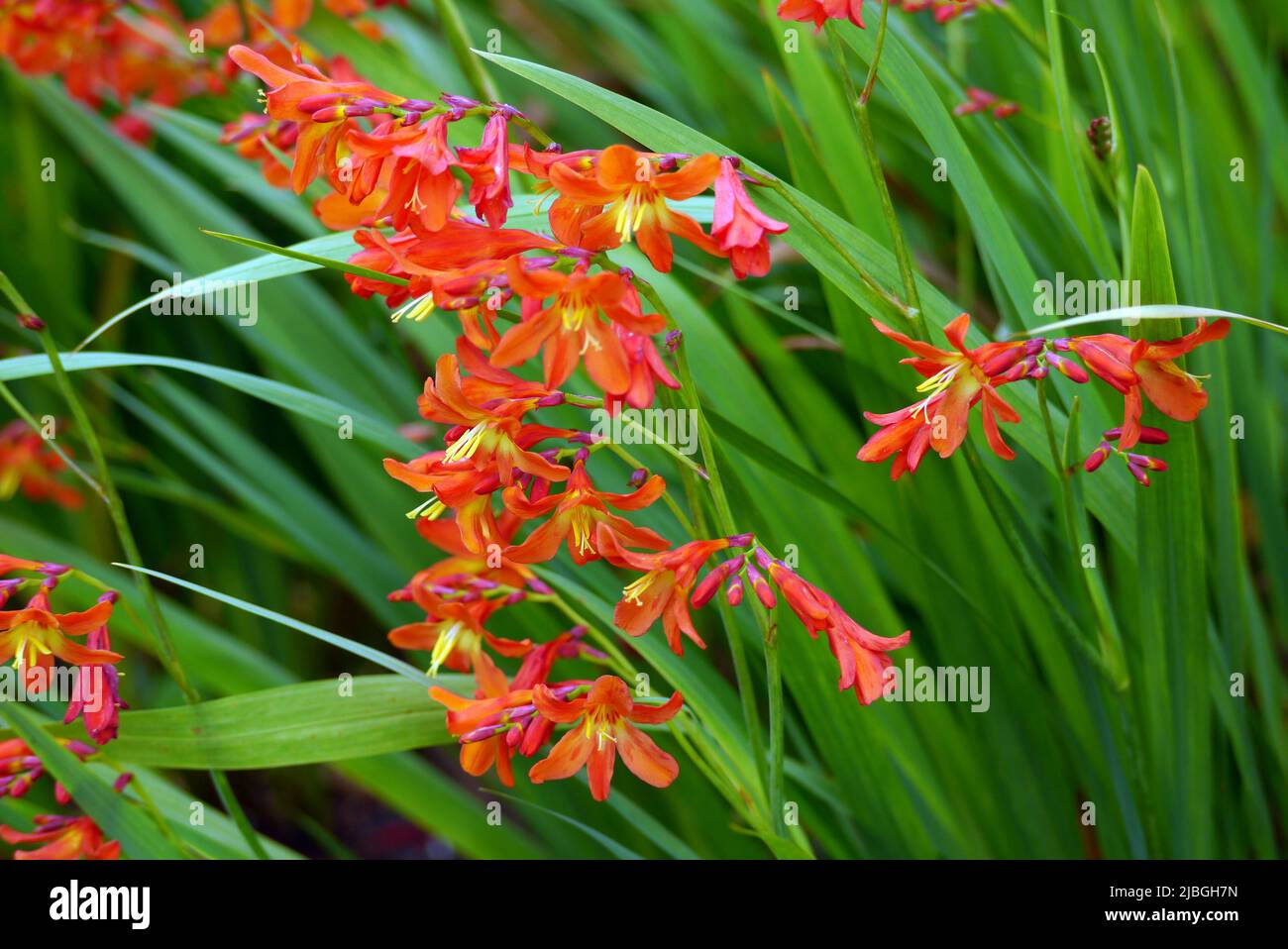 Bunch of Red Lucifer Crocosmia Flowers 'Montbretia' (Coppertips) grown ...