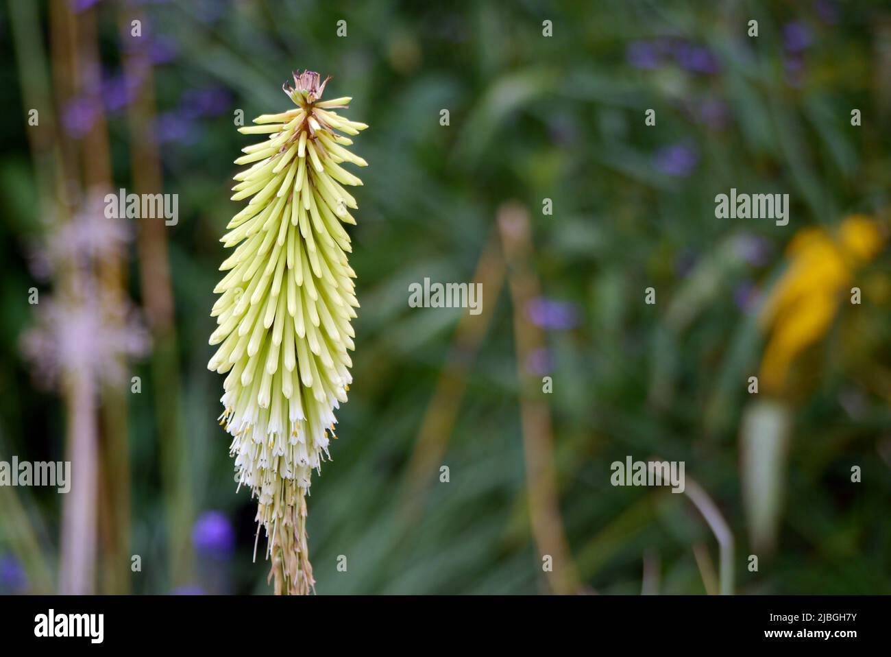 Tall Single Green Spike Kniphofia 'Percy's Pride' (Red Hot Poker) grown ...