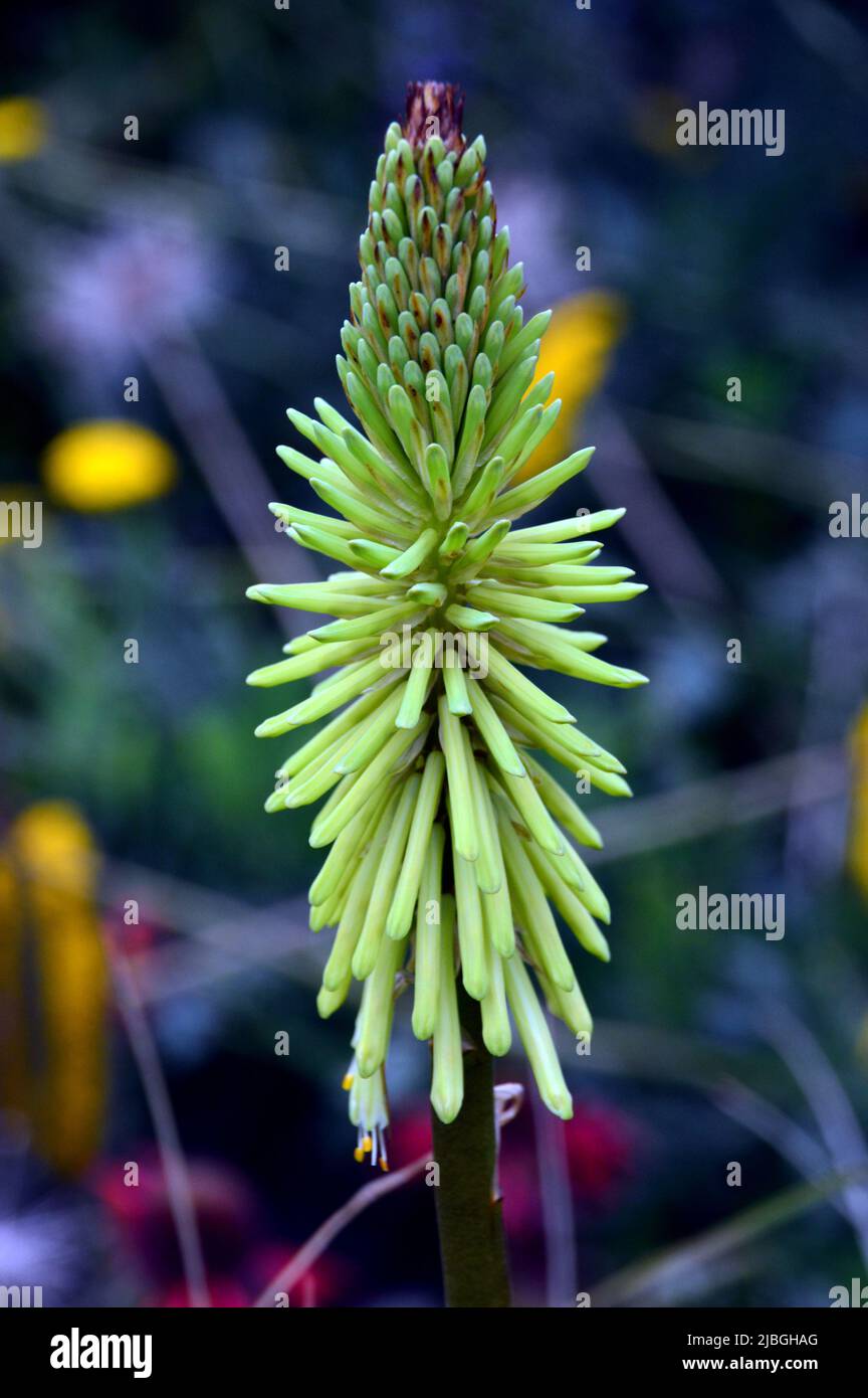 Tall Single Green Spike Kniphofia 'Percy's Pride' (Red Hot Poker) grown ...