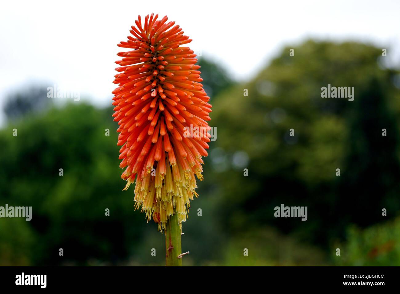 Tall Single Red/Orange Spike Kniphofia (Red Hot Poker) grown in a ...