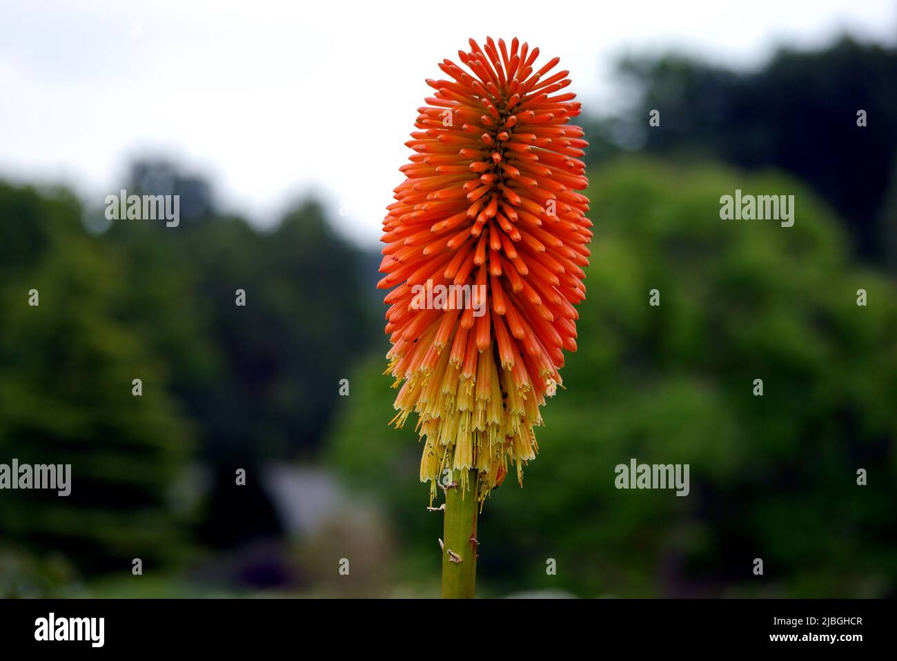 Tall Single Red/Orange Spike Kniphofia (Red Hot Poker) grown in a ...
