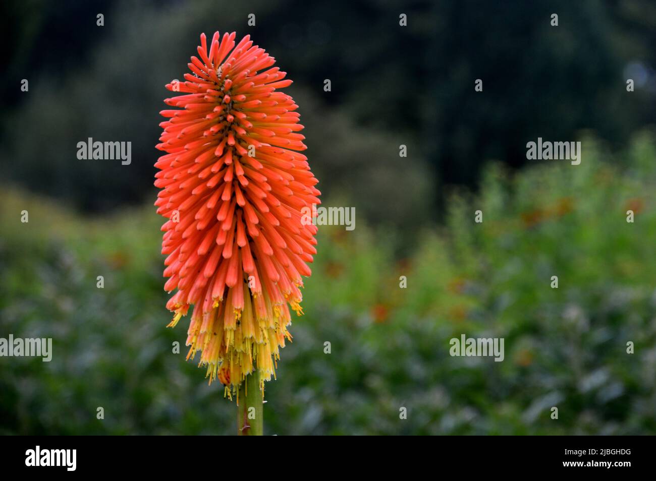 Tall Single Red/Orange Spike Kniphofia (Red Hot Poker) grown in a ...