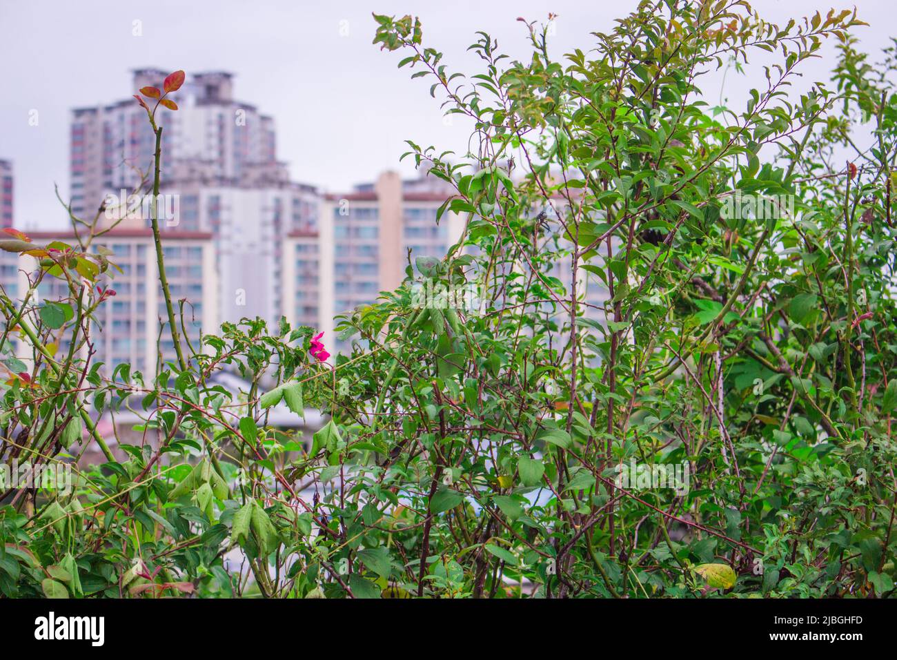 The image of old housing (apartment) in Onyang-dong. Onyang-dong is a ...