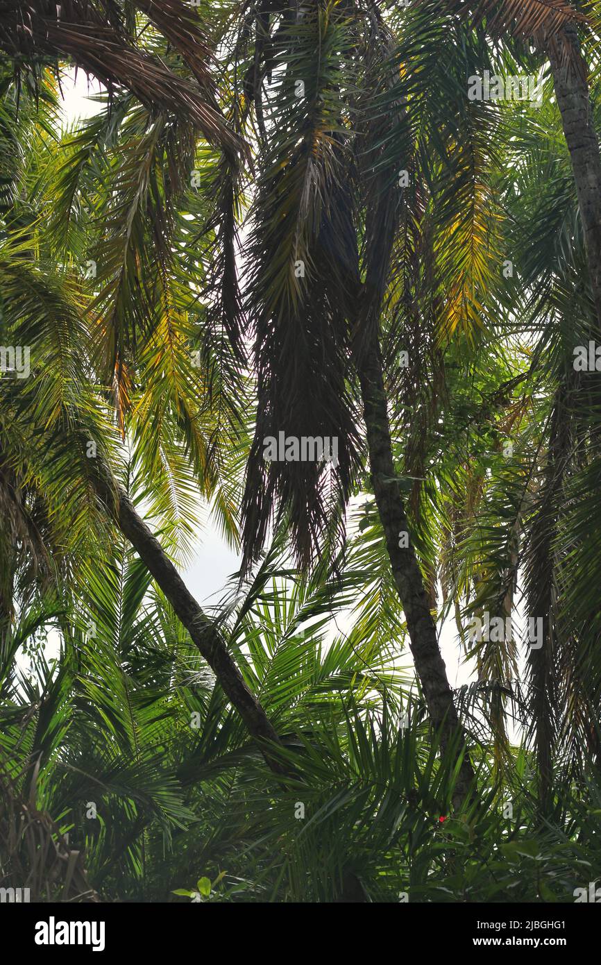 Lush leafy tropical plants growing in the jungle Stock Photo - Alamy