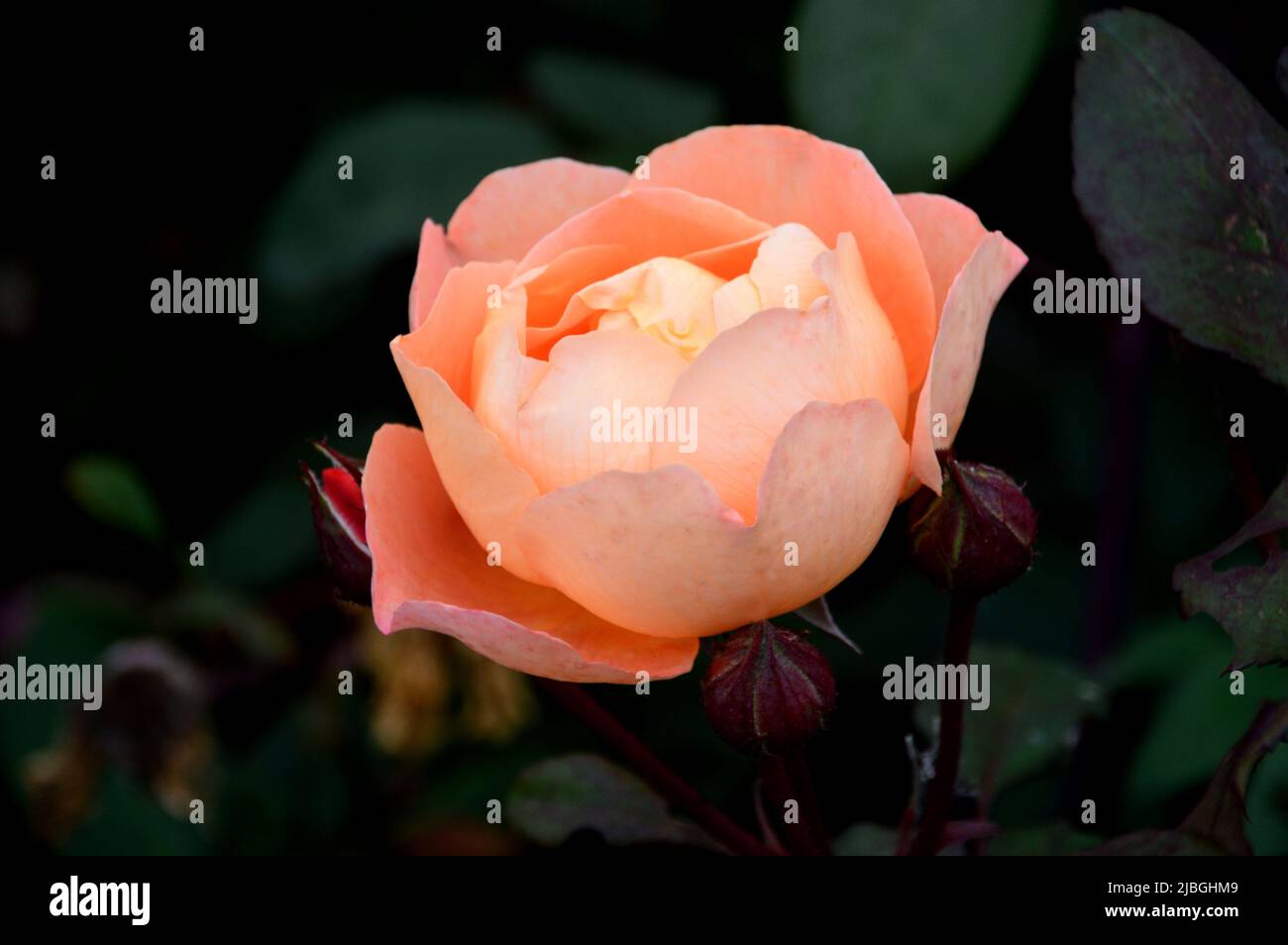 Single Orange 'Rosa' (Lady Emma Hamilton) David Austin Rose Flower ...