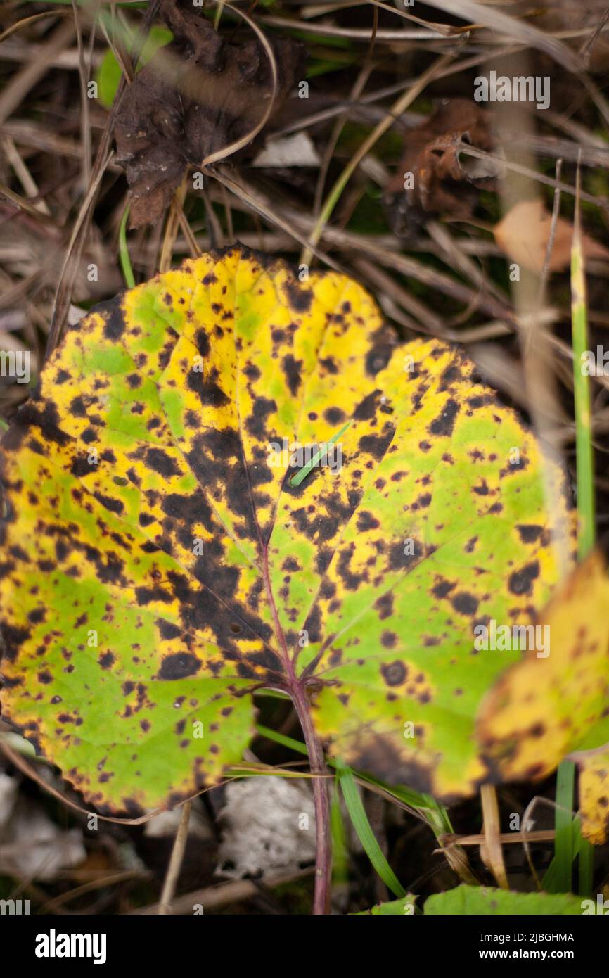 Nature in forest. Plants in autumn. Faded colors in swamp Stock Photo ...