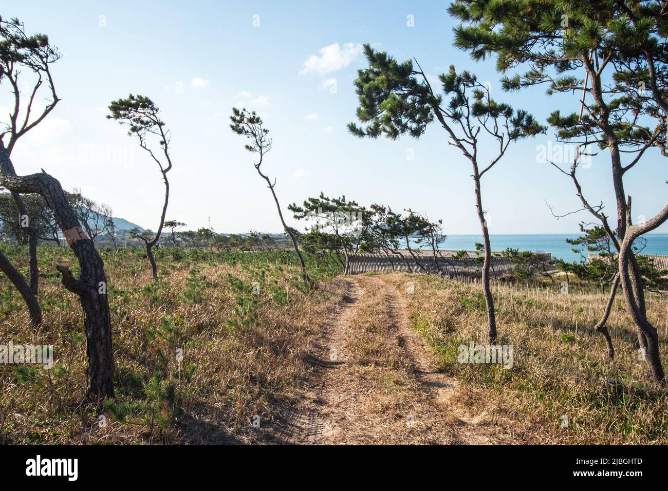 Itoshima city, Fukuoka, Japan. Young pine trees in grass in the park ...