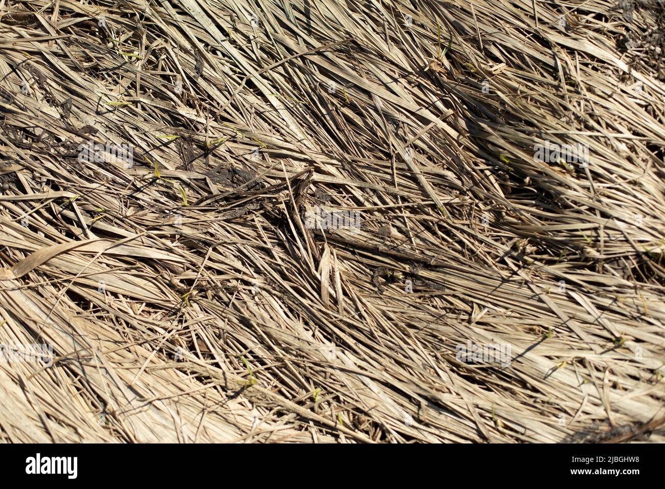 Dry grass. Texture of dry plants. Details of nature. Lots of grass ...