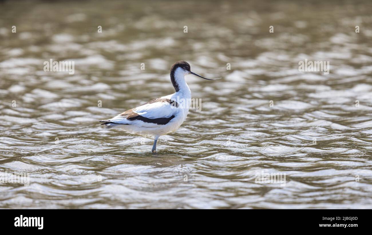 Pied Avocet (Recurvirostra avosetta) Searching for Food in Shallow ...