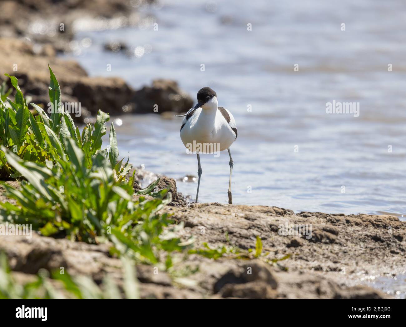 Pied Avocet (Recurvirostra avosetta) Searching for Food in Mud Stock ...