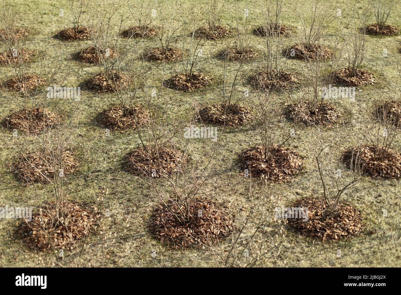 Planting trees in park. Tree seedlings in ground. Lots of holes with ...