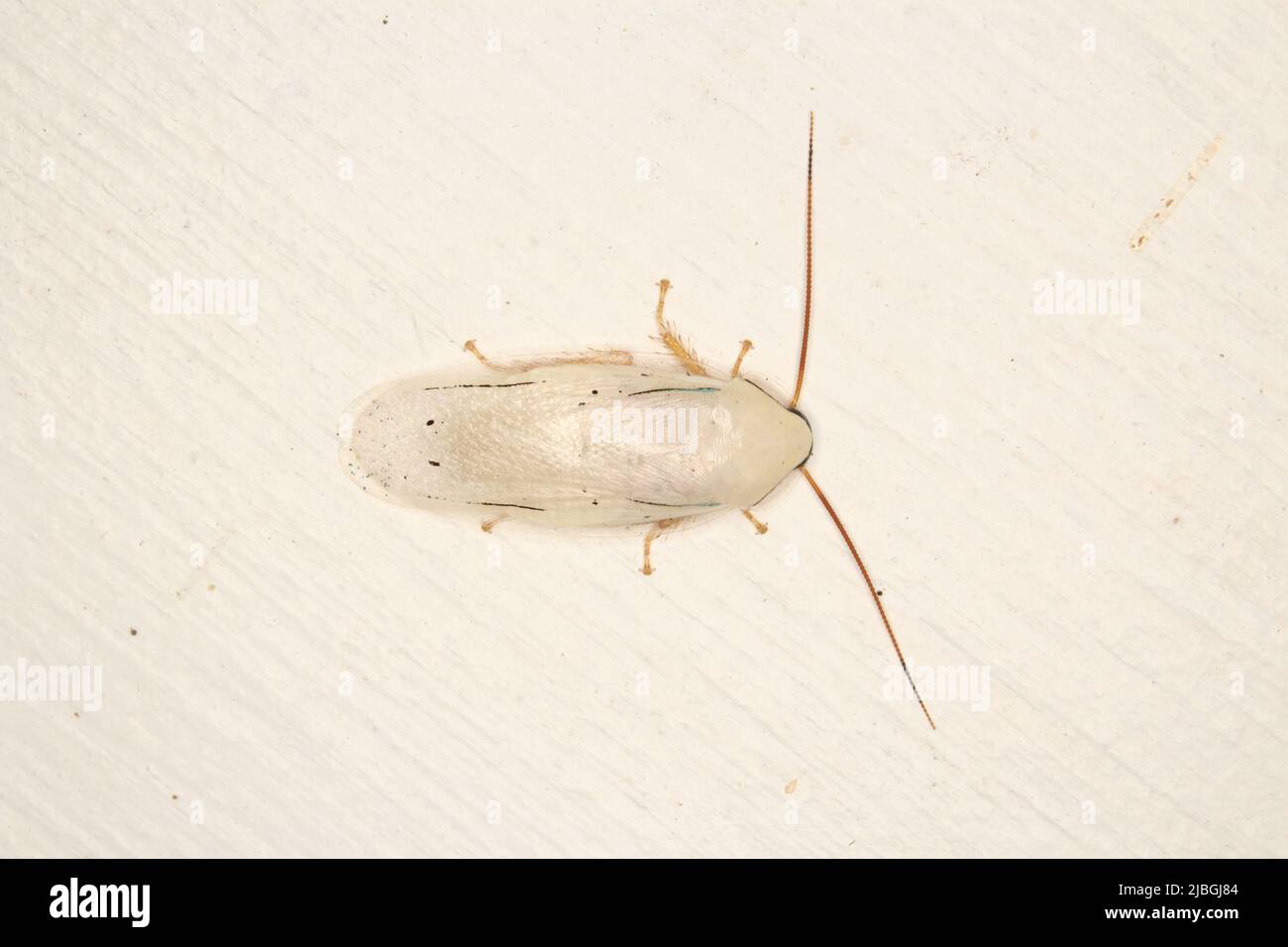 a pure white Cockroach (order Blattodea) from the jungles of Belize ...