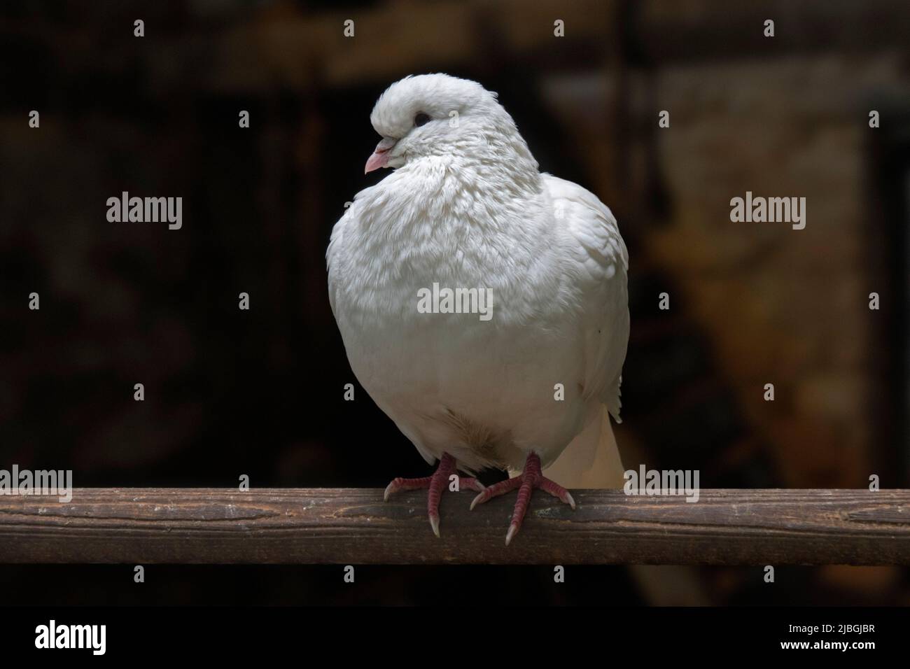 Renaisien / Ronsenaar, breed of utility pigeon originally from Ronse ...