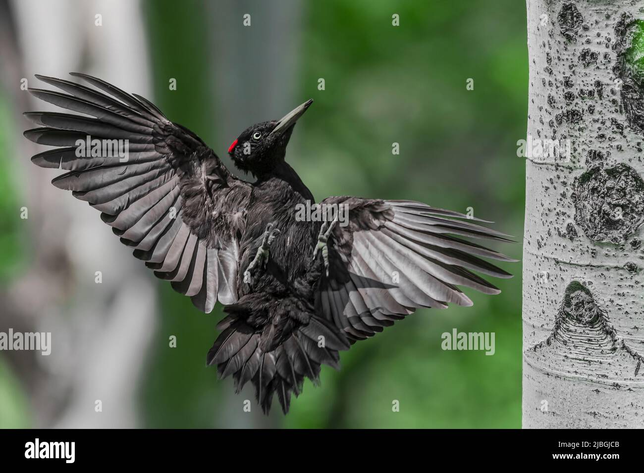 The amazing Black woodpecker female in flight, fine art portrait ...