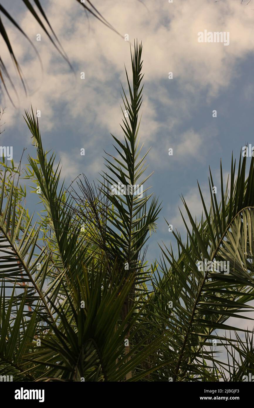 Lush leafy tropical plants growing in the jungle Stock Photo - Alamy