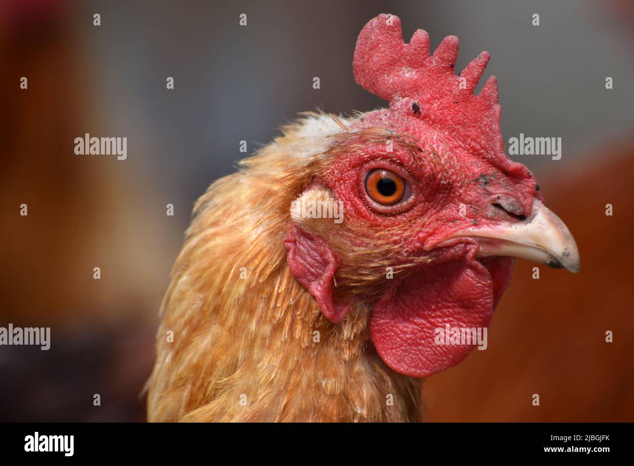 Chickens head hi-res stock photography and images - Alamy