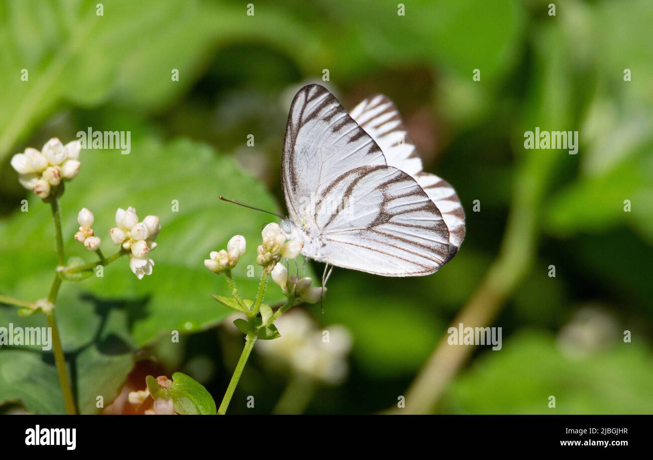 black and white striped albatross butterfly resting on a white flower ...