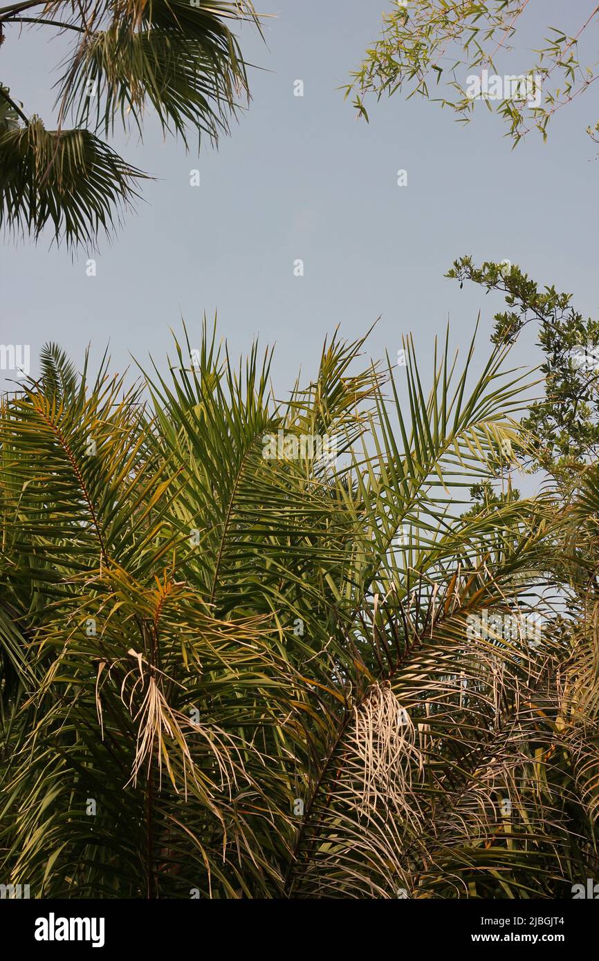Lush leafy tropical plants growing in the jungle Stock Photo - Alamy