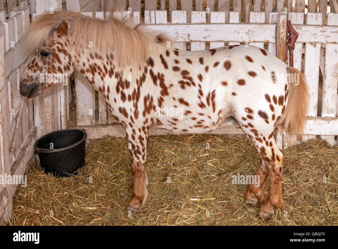 Small pony horse inside stable on hay next to fence Stock Photo - Alamy